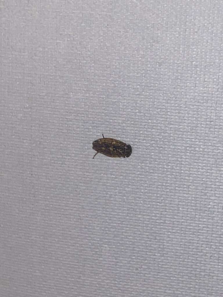 True Hoppers from John Foster Building, Liverpool, England, GB on ...