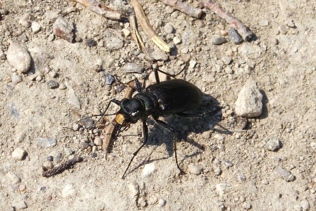 Boreal Long-lipped Tiger Beetle from AB: Abraham Lake, Coral Creek ...
