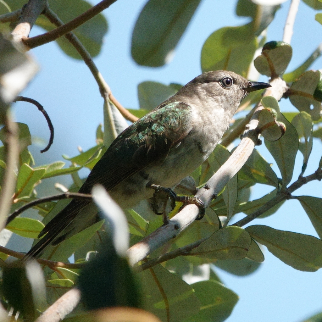 Little Bronze-cuckoo from Cabarita Beach NSW 2488, Australia on ...
