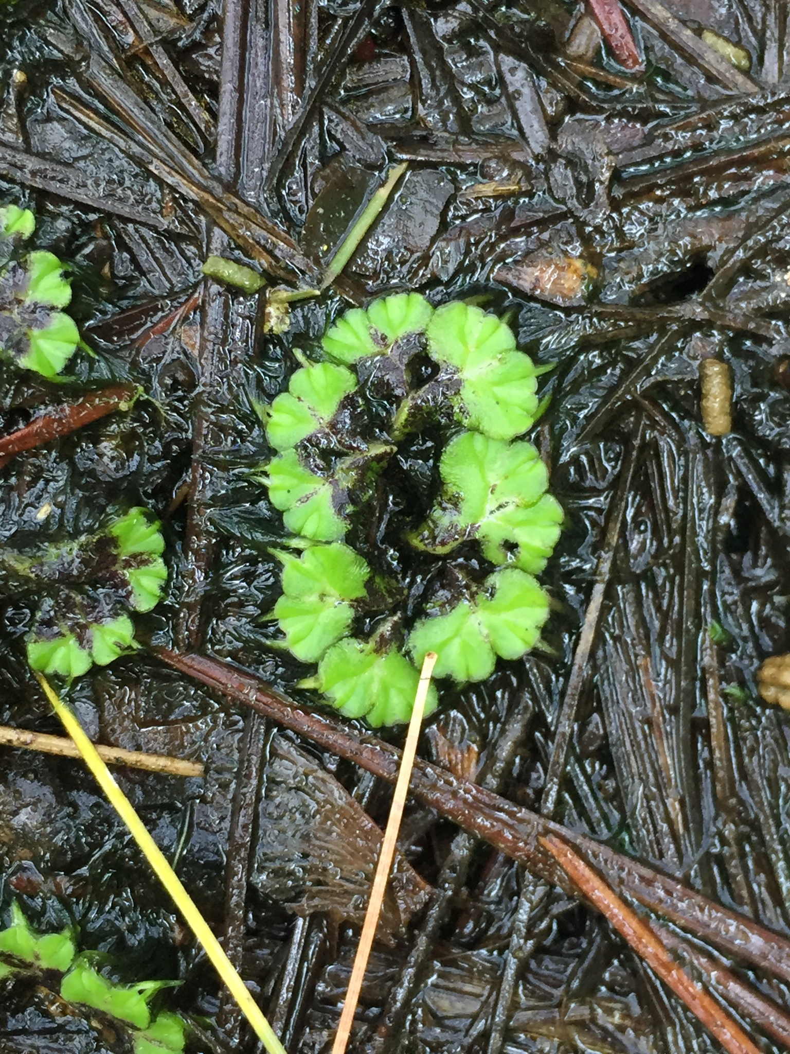 Ricciocarpus Natans