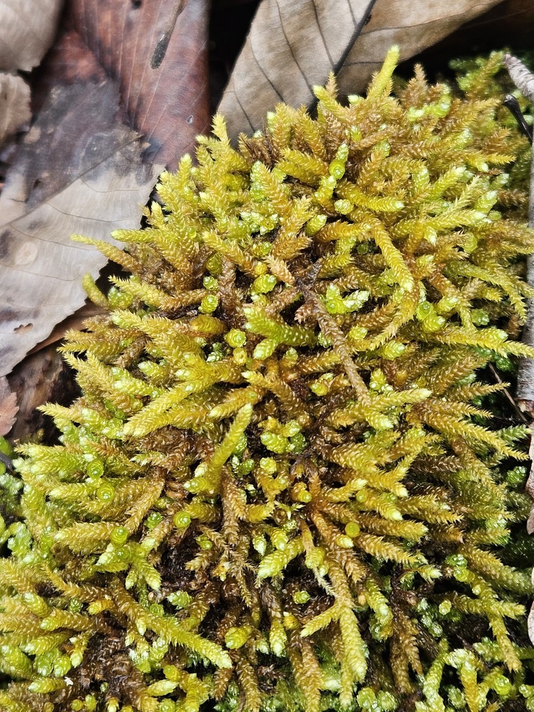 spoon-leaved moss (Bryoandersonia illecebra) - Botanical Realm