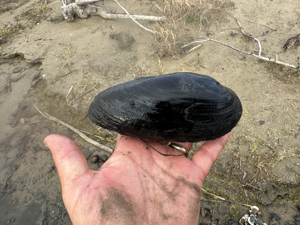Black Sandshell from Mississippi River, De Soto, WI, US on November 16 ...