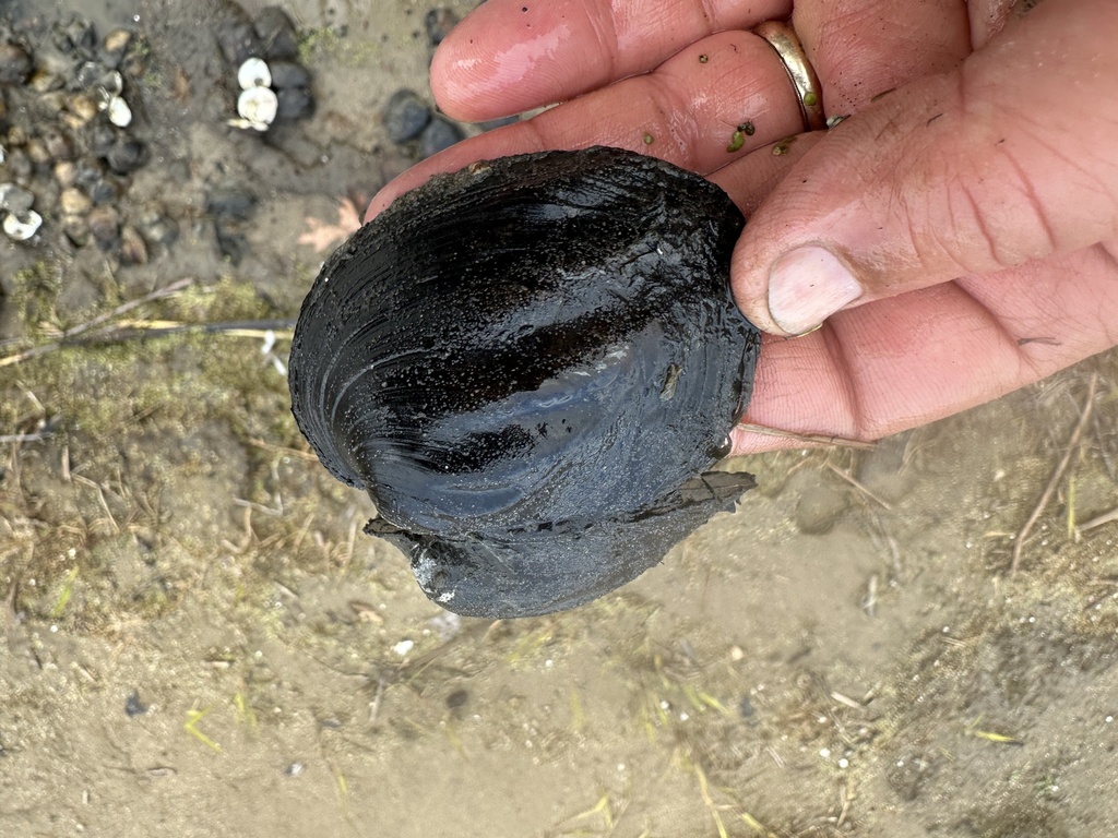 Three-ridge Mussel from Mississippi River, De Soto, WI, US on November ...