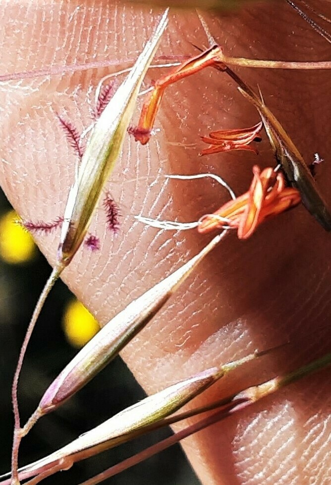 red-anther wallaby grass from Clandulla State Forest, NSW 2848 ...
