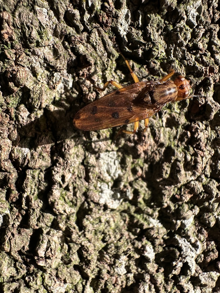 Dryomyza formosa from 麗澤大学, 柏市, 千葉県, JP on November 14, 2024 at 08:01 ...