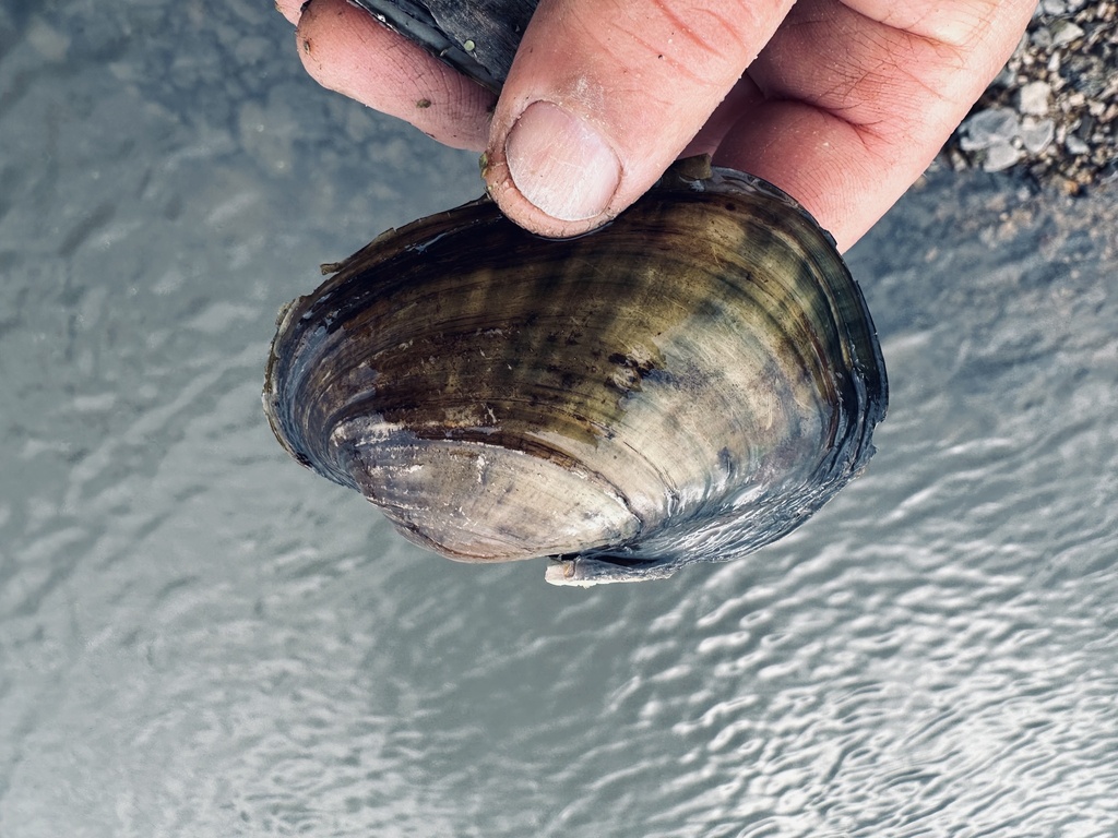 Fatmucket from Mississippi River, De Soto, WI, US on November 16, 2024 ...