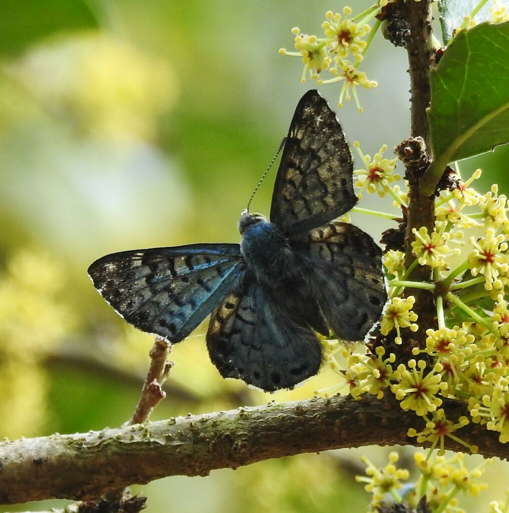 Blue Metalmark from Cameron, Texas, United States on November 16, 2024 ...