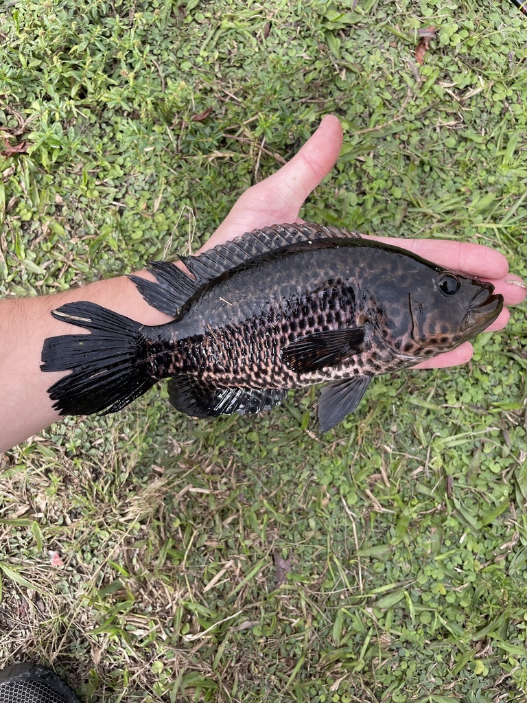 Jaguar Guapote from Everglades National Park, Homestead, FL, US on ...