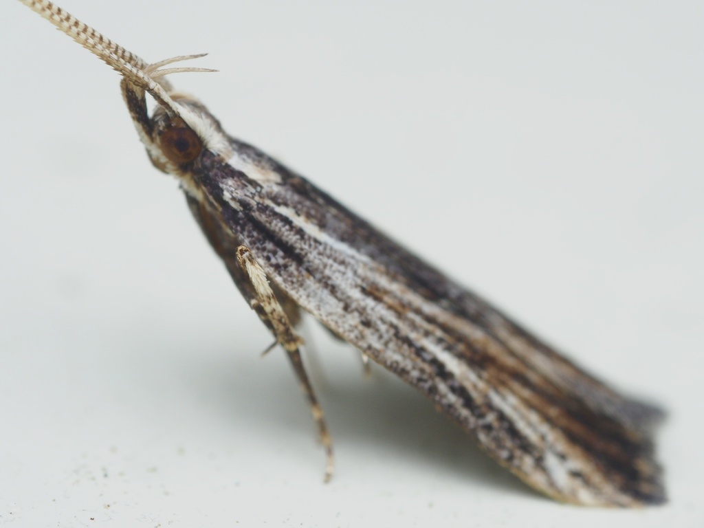 Sarisophora leucoscia from North Island / Te Ika-a-Māui, Ruawai ...