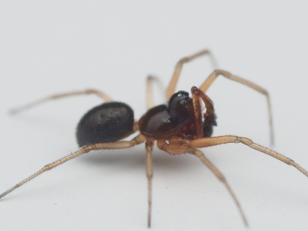 Erigone prominens from North Island / Te Ika-a-Māui, Ruawai, Northland ...
