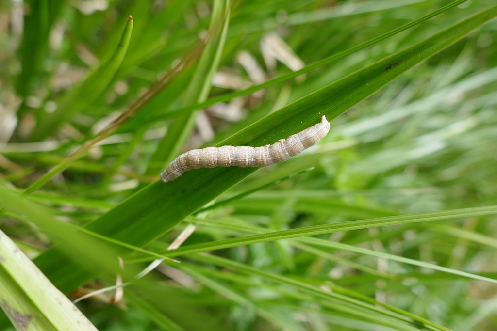 Lantana Stick Moth from Big Bear Lake, CA, USA on June 05, 2021 at 02: ...