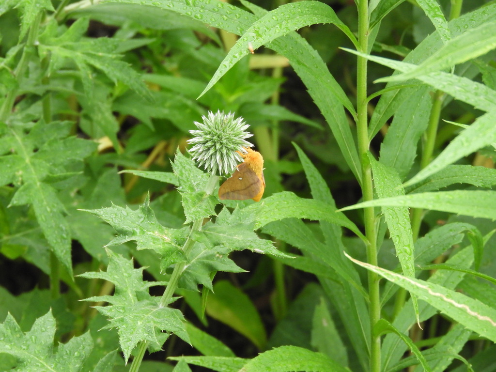 Orange-tipped Oakworm Moth from Outagamie County, WI, USA on July 06 ...