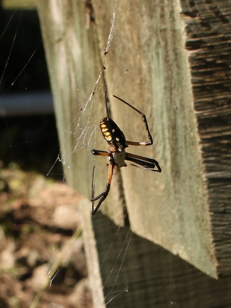 Yellow Garden Spider from Columbia, SC 29210, USA on November 16, 2024 ...