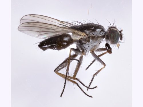 Lispe eidsvoldica · iNaturalist Ecuador