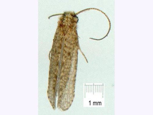 Ecnomus pilbarensis · iNaturalist