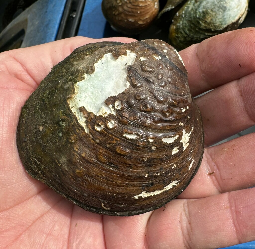 Alabama Orb from Cahaba River, 1 km downstream of Walnut St ...