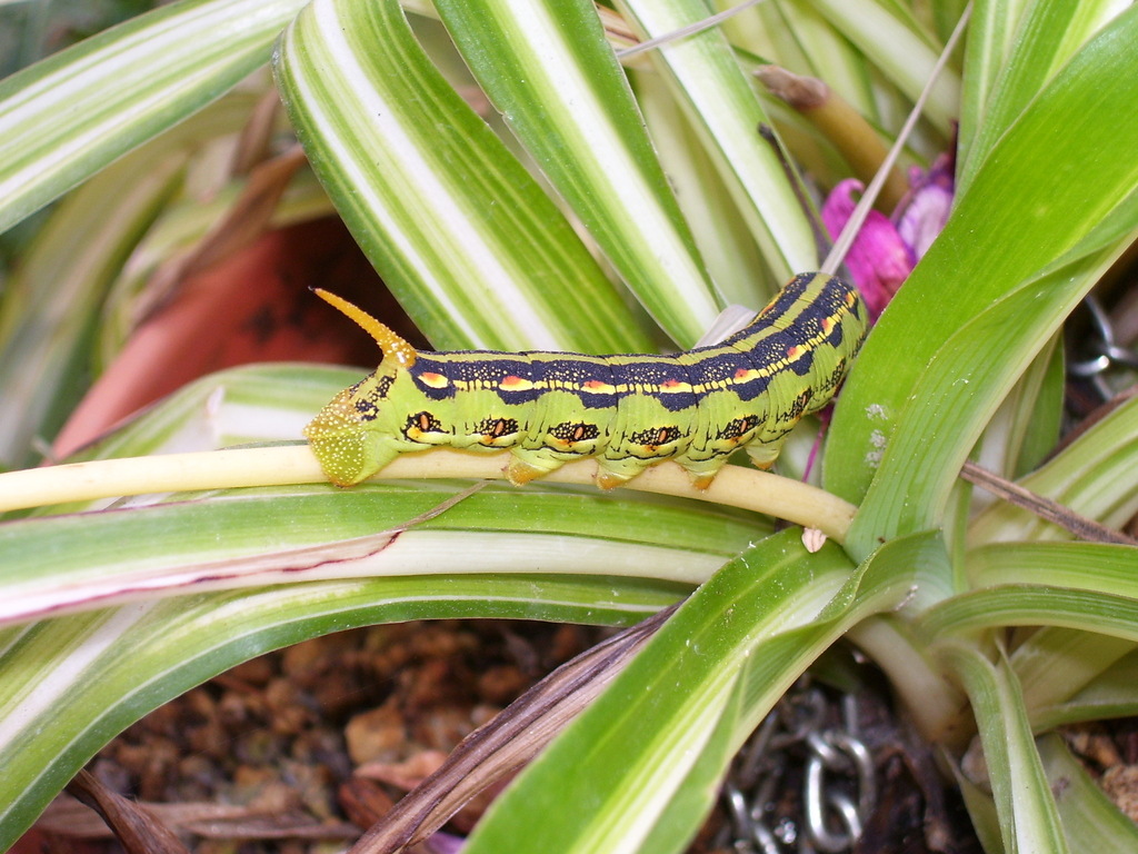 White-lined Sphinx from El Refugio, 22253 Tijuana, B.C., México on May ...