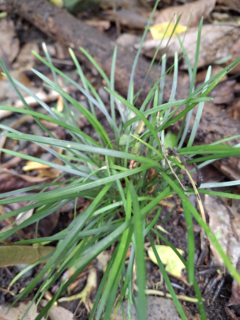 Dwarf Lily-turf from Paraparaumu, New Zealand on November 16, 2024 at ...