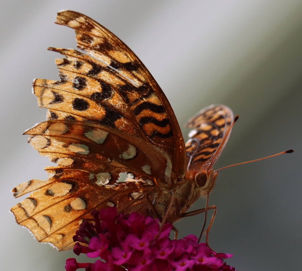 Great Spangled Fritillary from Halfmoon, NY 12188, USA on August 30 ...