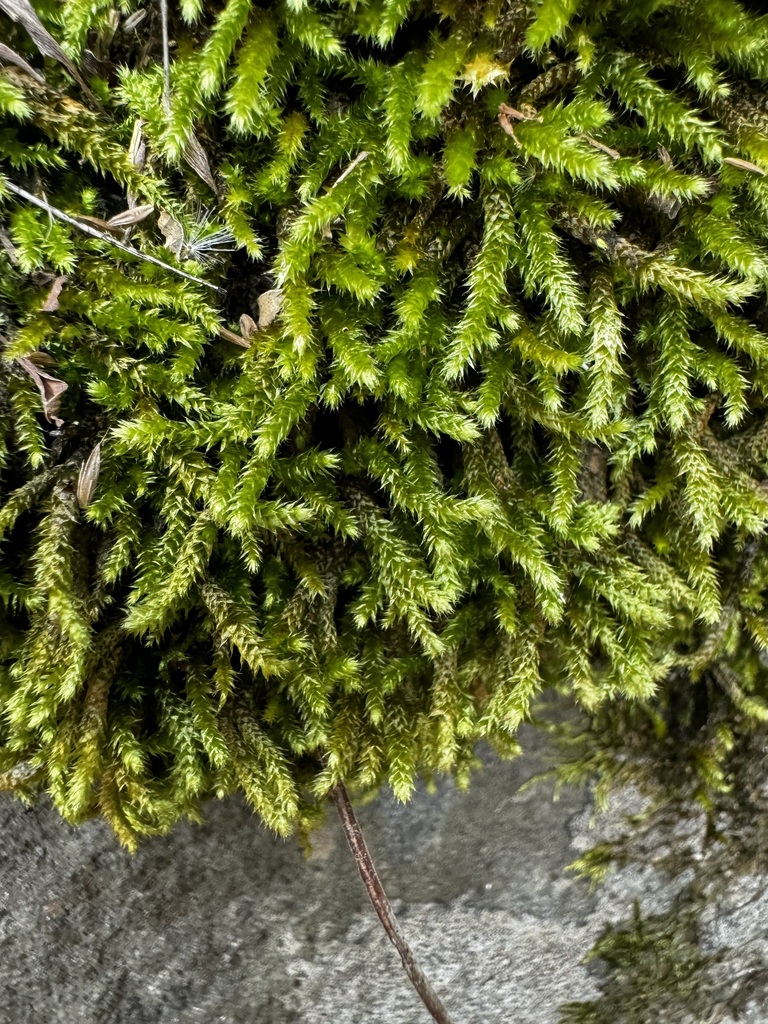 spoon-leaved moss from West Blocton Coke Ovens Park, Bibb Co., AL, USA ...