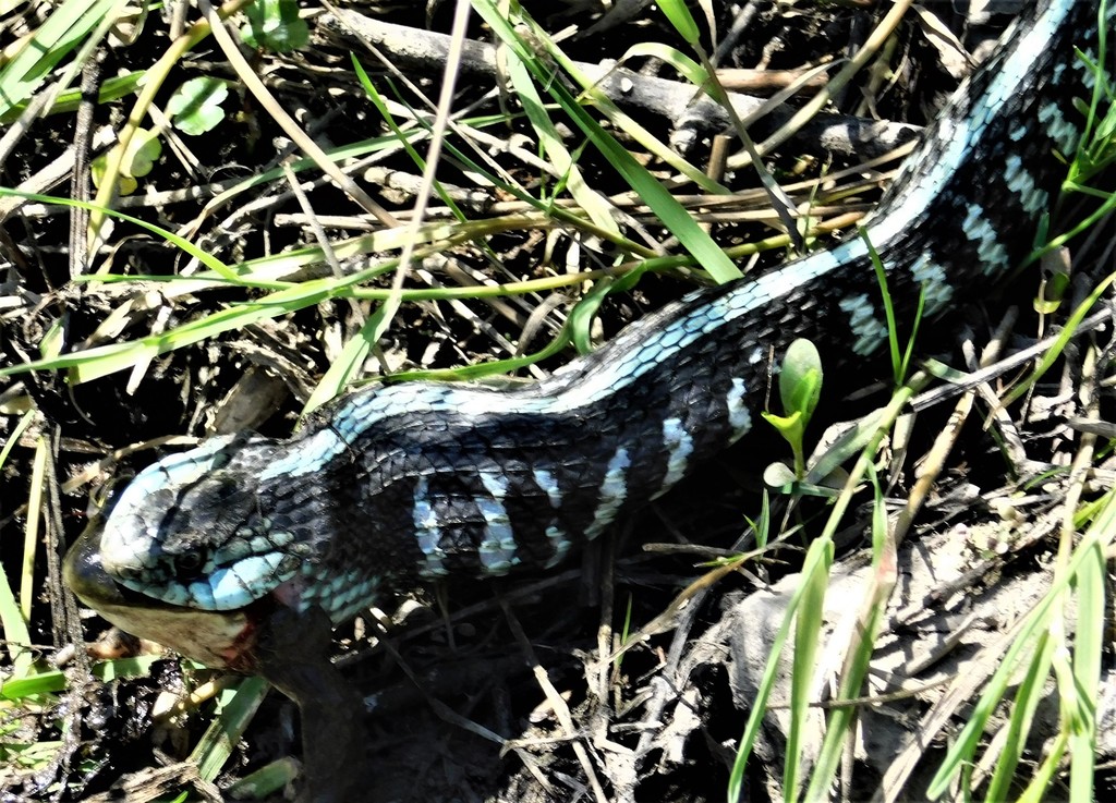 Red-spotted Garter Snake in April 2019 by Patricia · iNaturalist