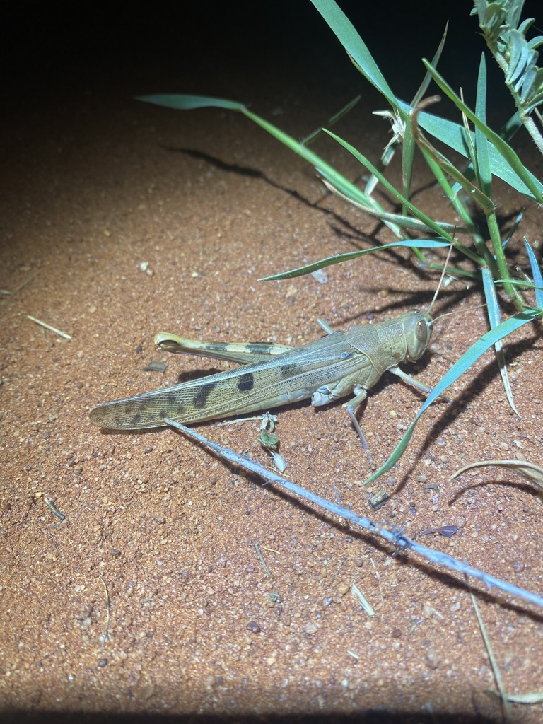 Spotted Spur-throated Locust from Newhaven, Lake MacKay, NT, AU on ...