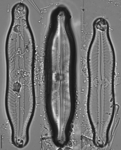 Variety Pinnularia undula major · iNaturalist