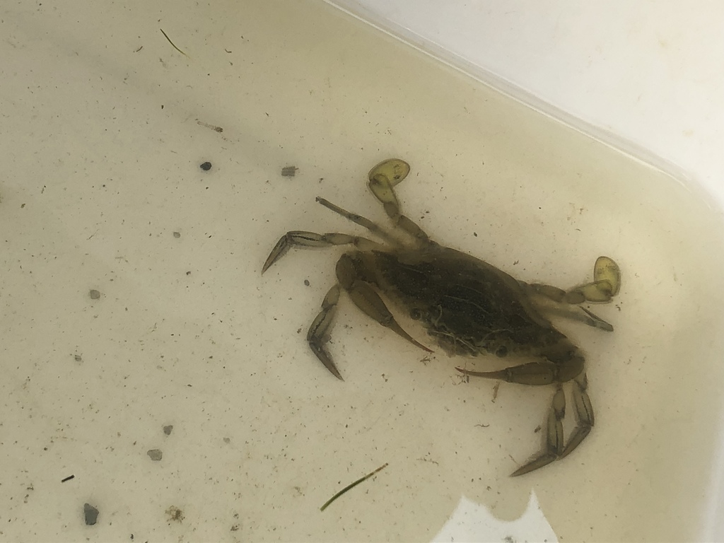 Atlantic Blue Crab from Chesapeake Bay, Chesapeake Beach, MD, US on ...