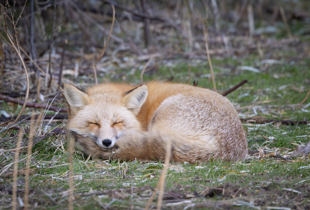 Red Fox from Millcreek, UT, USA on November 13, 2024 at 05:23 PM by ...