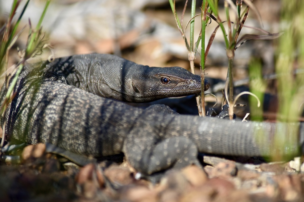 Black-headed Monitor from Nunile WA 6566, Australia on November 17 ...