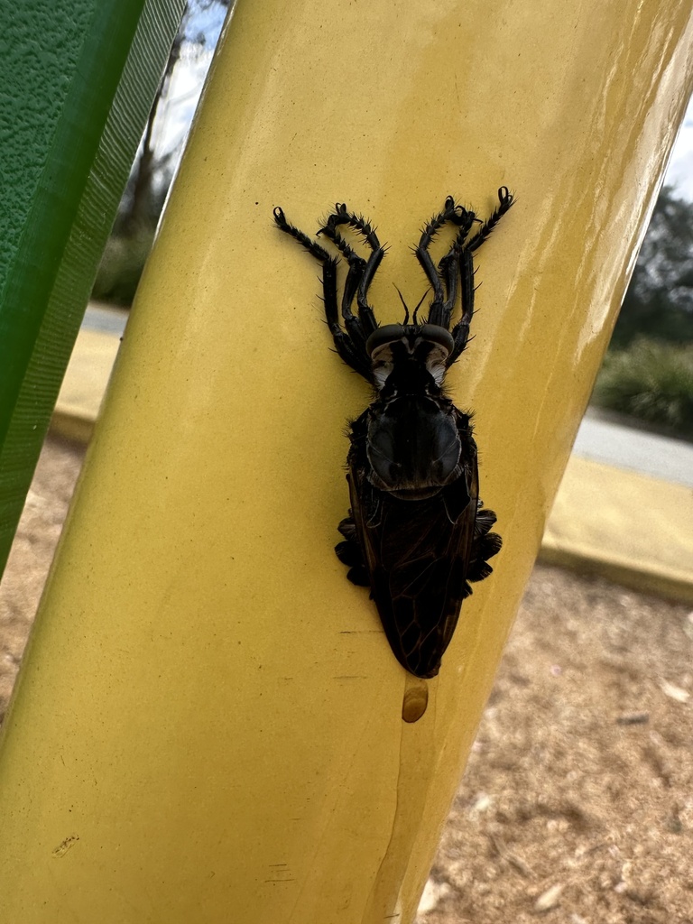 Giant Blue Robber Fly from Harrington Park Lake, Harrington Park, NSW ...