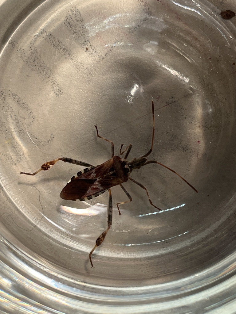 Western Conifer Seed Bug from SW Wildaire Dr, Port Orchard, WA, US on ...