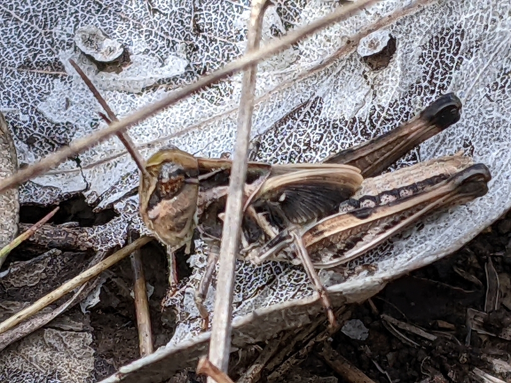 Oedaleus australis from Elsmore NSW 2360, Australia on November 17 ...