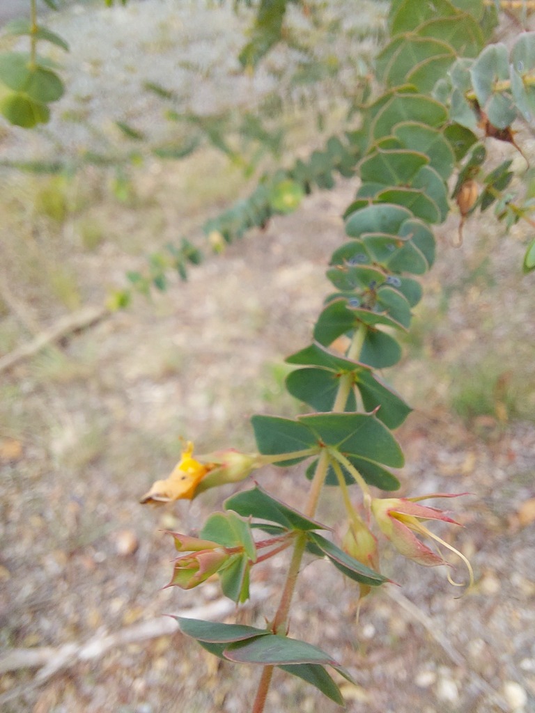spiny bush-pea from Cedar Creek QLD 4207, Australia on November 17 ...