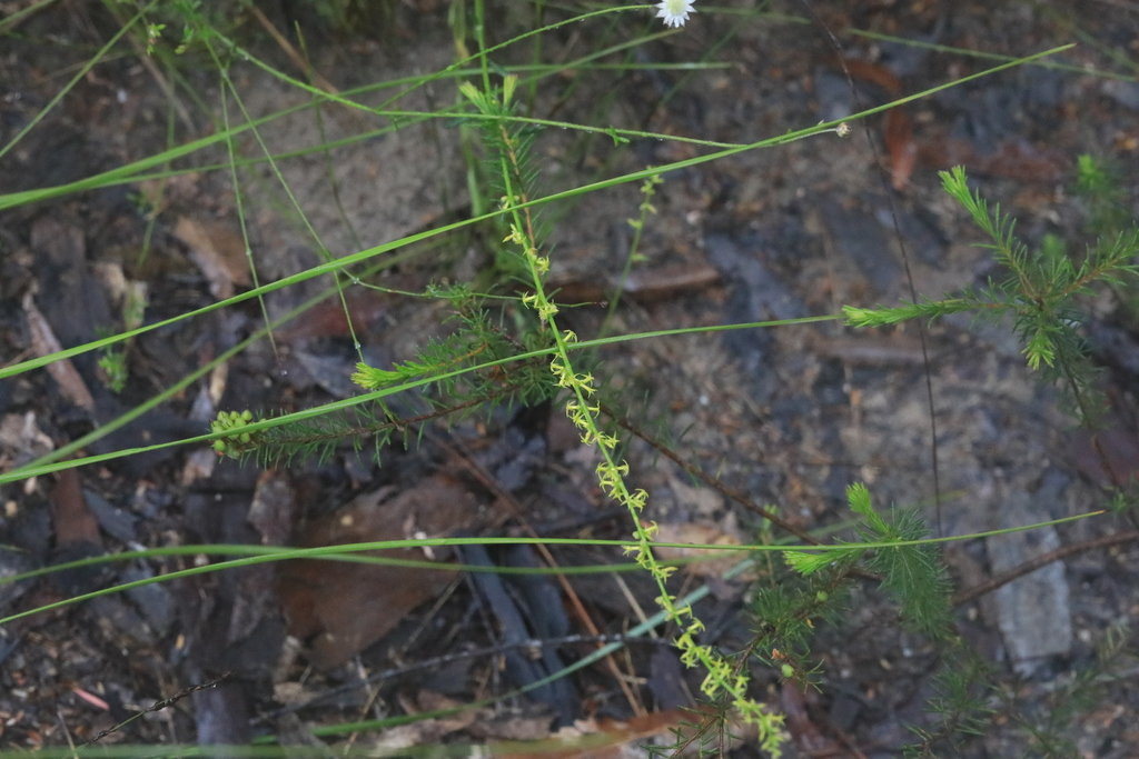 Yellow Stackhousia from Kariong NSW 2250, Australia on November 2, 2024 ...