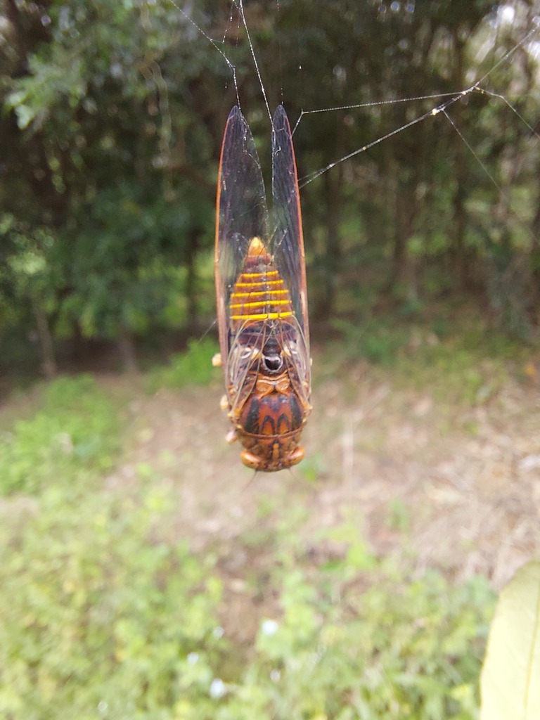 Black Tree-ticker from Cedar Creek QLD 4207, Australia on November 17 ...