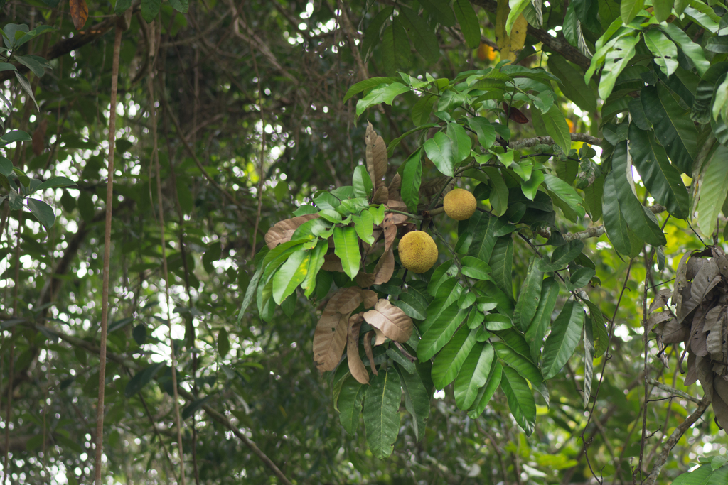 entawak (Artocarpus anisophyllus) - Botanical Realm