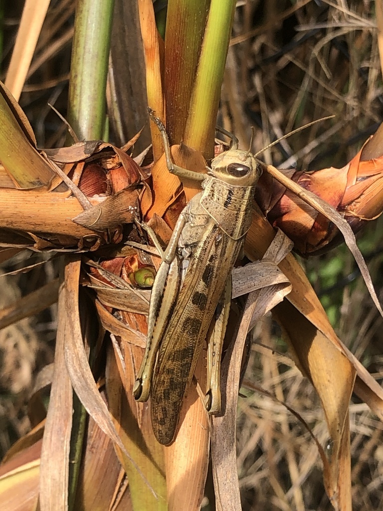 Confusing Spur-throated Locust from Holland St, St Peters, NSW, AU on ...