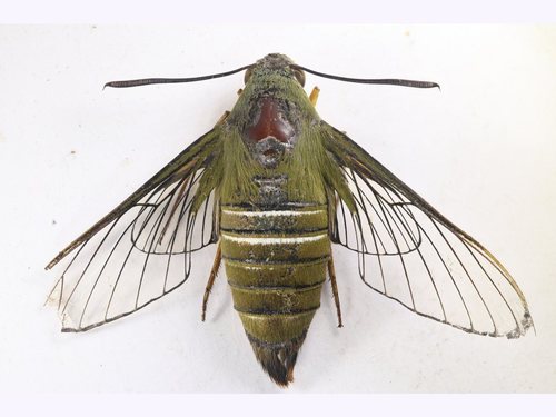 Cephonodes janus · iNaturalist