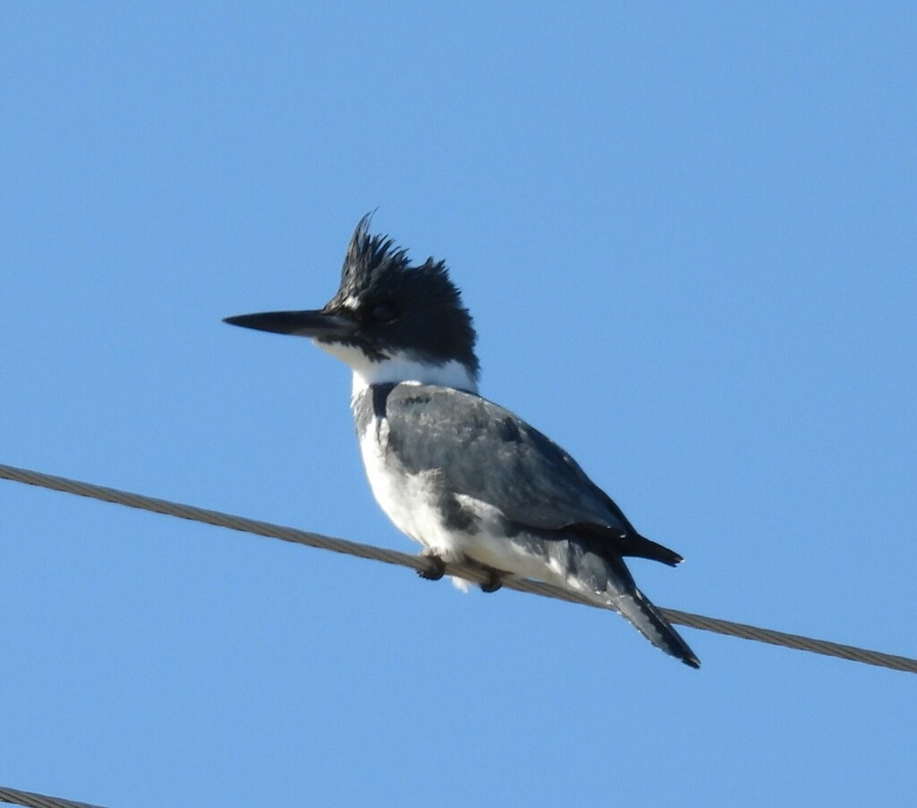 Belted Kingfisher from Decatur Harbor, Limestone Co., AL, USA on ...