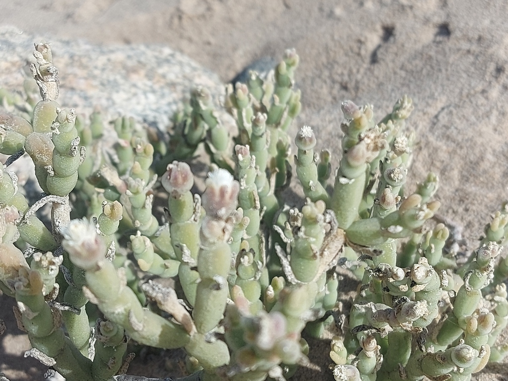 Mesembryanthemum kuntzei from Mowe Bay, Namibia on November 8, 2024 at ...