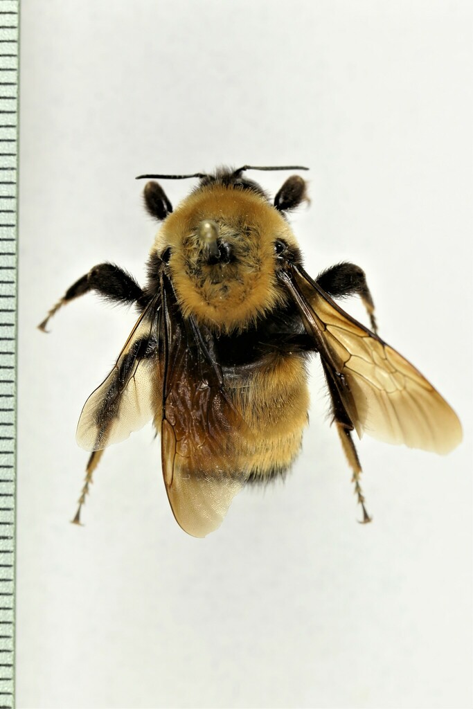 Nevada Bumble Bee from Canyon County, ID, USA on September 9, 2012 at ...