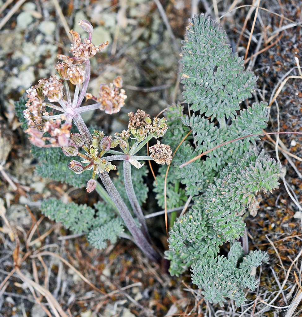 Lomatium ravenii paiutense from Malheur County, OR, USA on June 2, 2013 ...