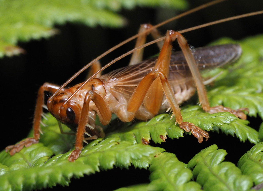 Pterapotrechus from Oropi 3173, New Zealand on November 09, 2024 at 08: ...