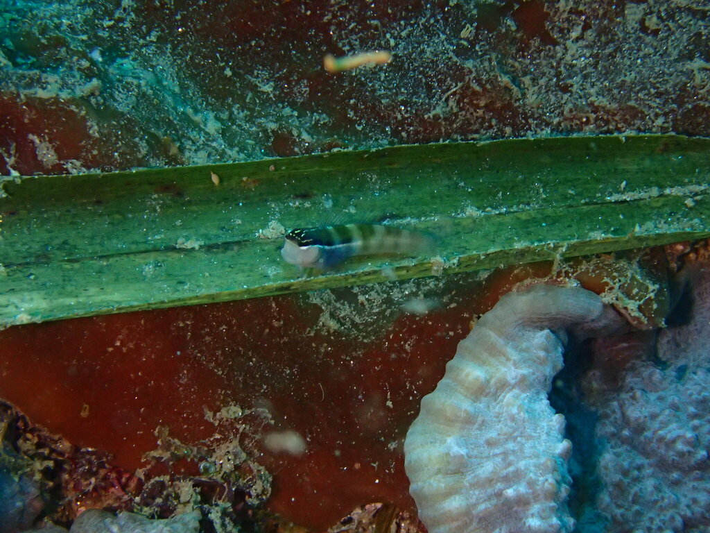 Banda Blenny from Ambon, Maluku, Indonesia on October 23, 2024 at 03:41 ...