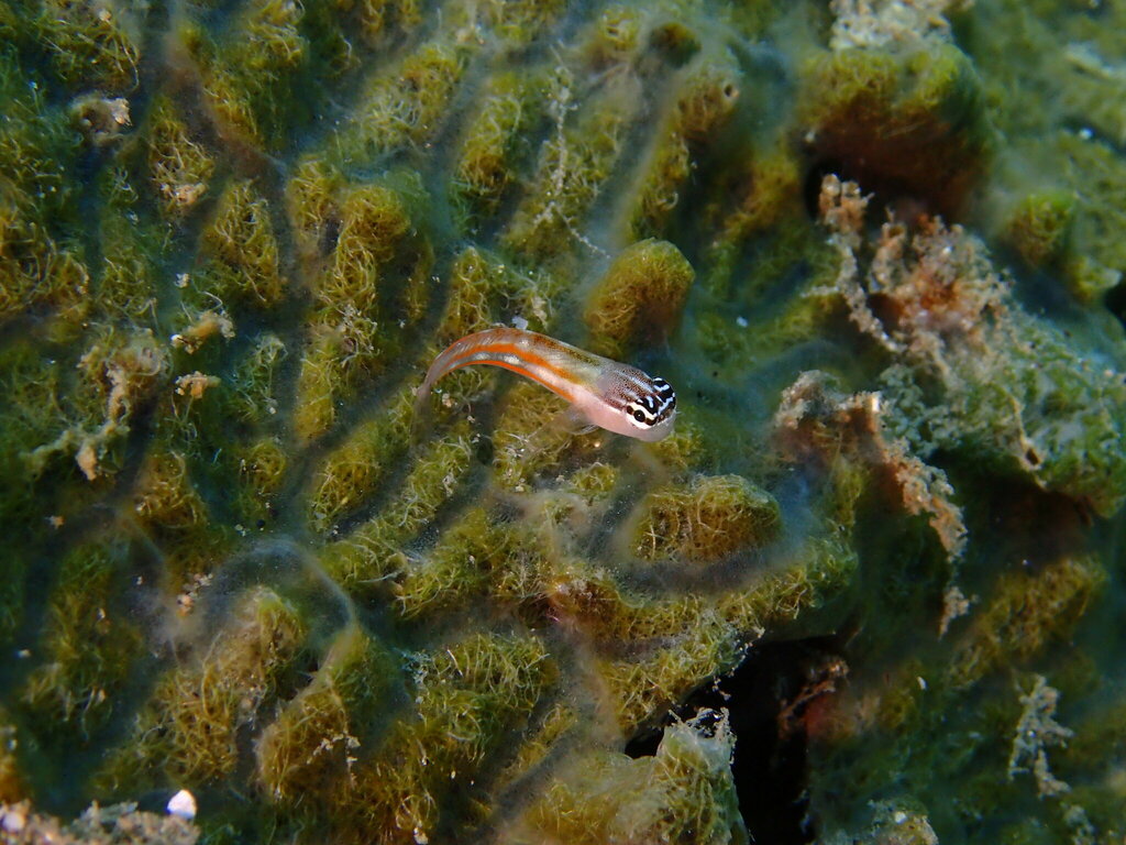 Bath's Blenny from Maluku Tengah, Maluku, Indonesia on October 23, 2024 ...