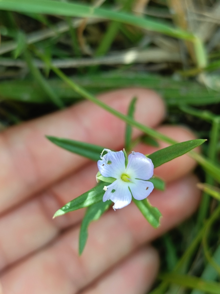 Slender Speedwell from Flinders VIC 3929, Australia on November 17 ...