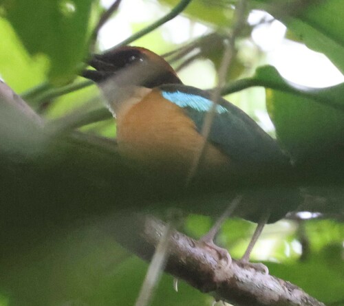 Pitta anerythra · NaturaLista Colombia