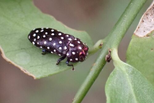 Sambus albopunctatus · iNaturalist
