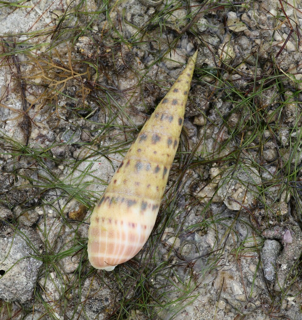 Big Auger from Mjini, TZ-ZW, TZ on November 17, 2024 at 11:06 AM by ...